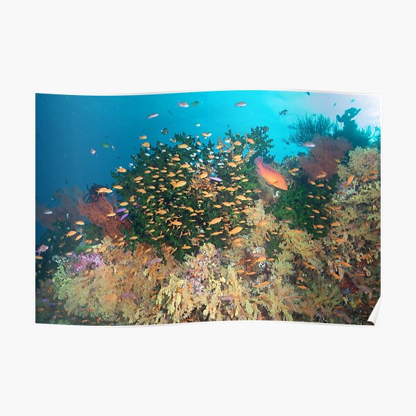 "Yellow Reefscape" Poster for Sale by maractwin | Redbubble