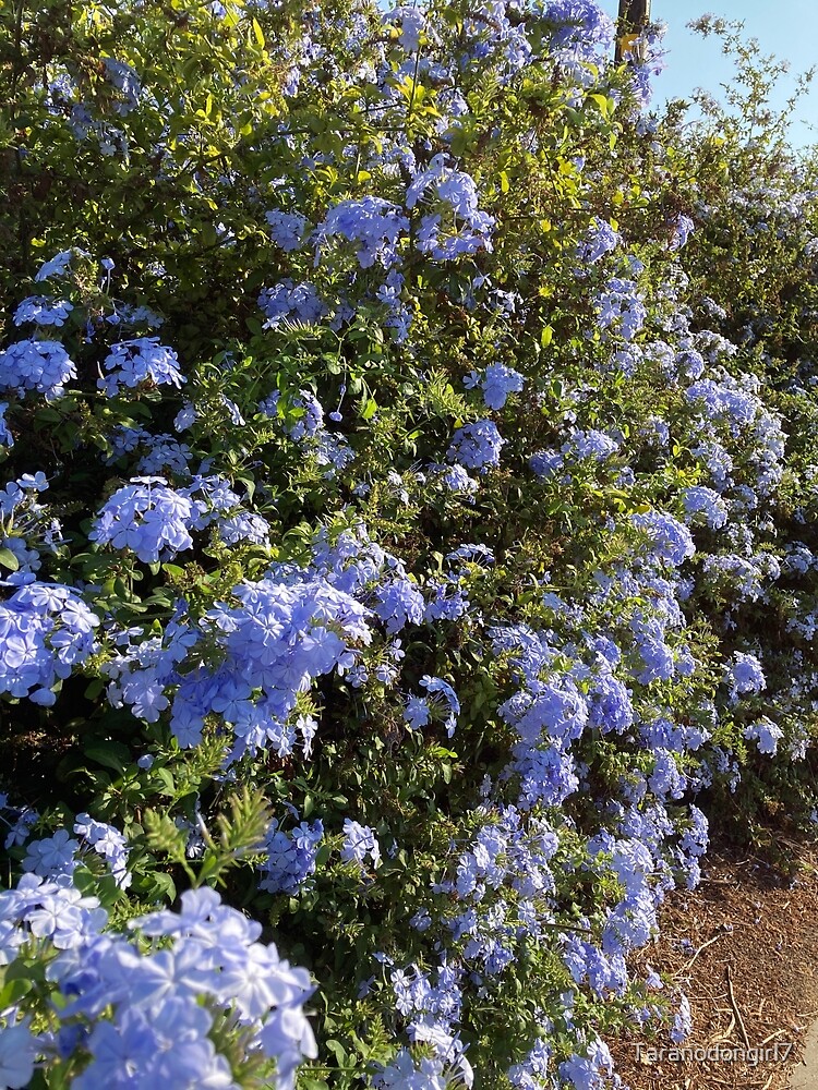 "Lovely Blue Flower Hedge" Poster by Taranodongirl7 | Redbubble