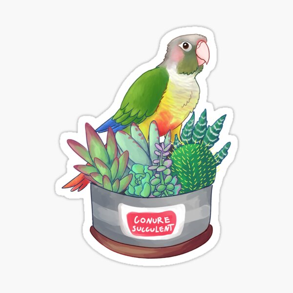 "Conure Succulent" Sticker by Kosmotiel | Redbubble