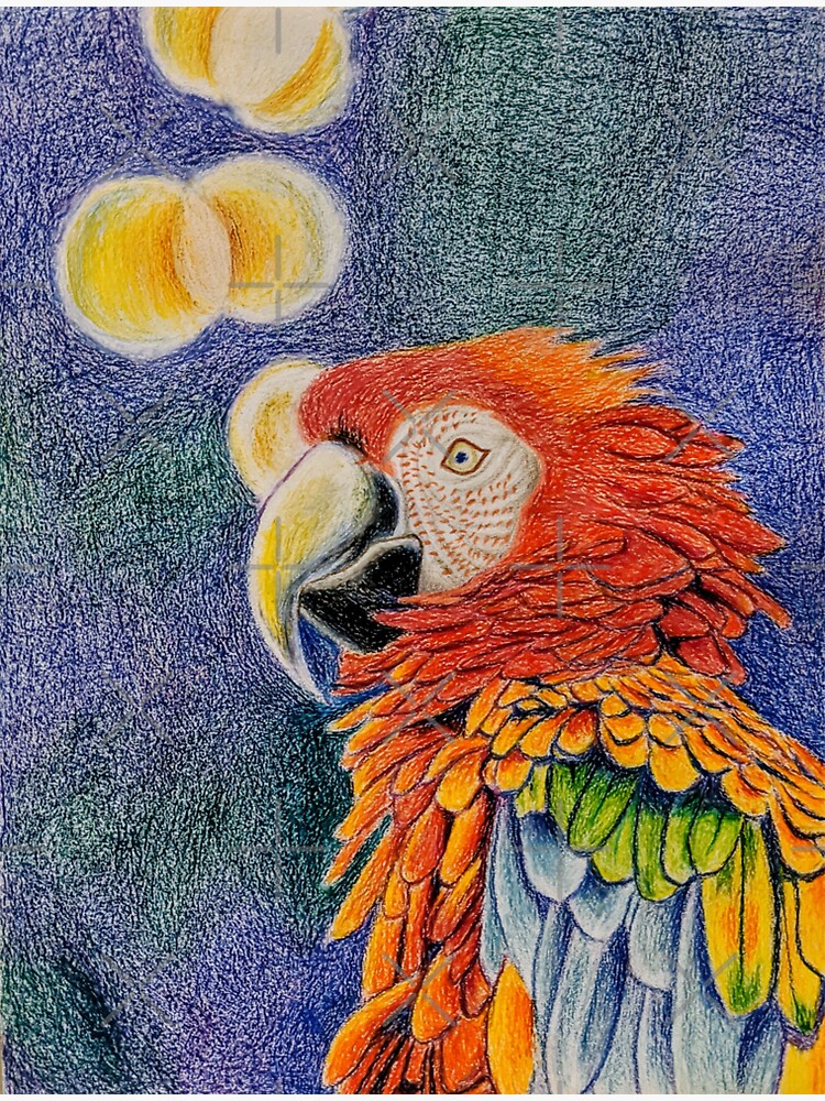 "Colorful Macaw Parrot Bird Crayon Drawing" Sticker for Sale by ...