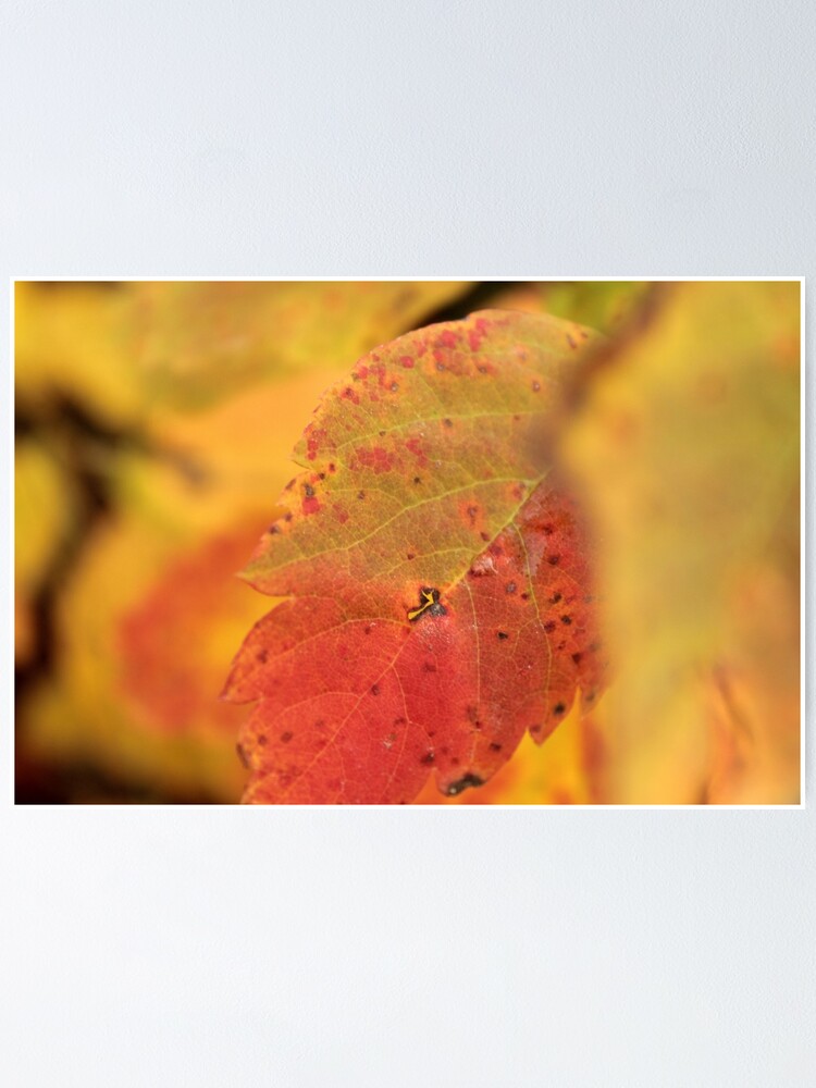 "Fall Leaf" Poster for Sale by Bobtherandomcat | Redbubble