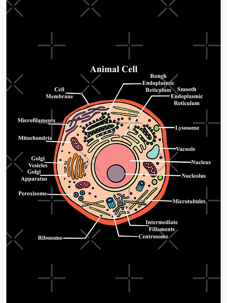 Real Animal Cell Labeled