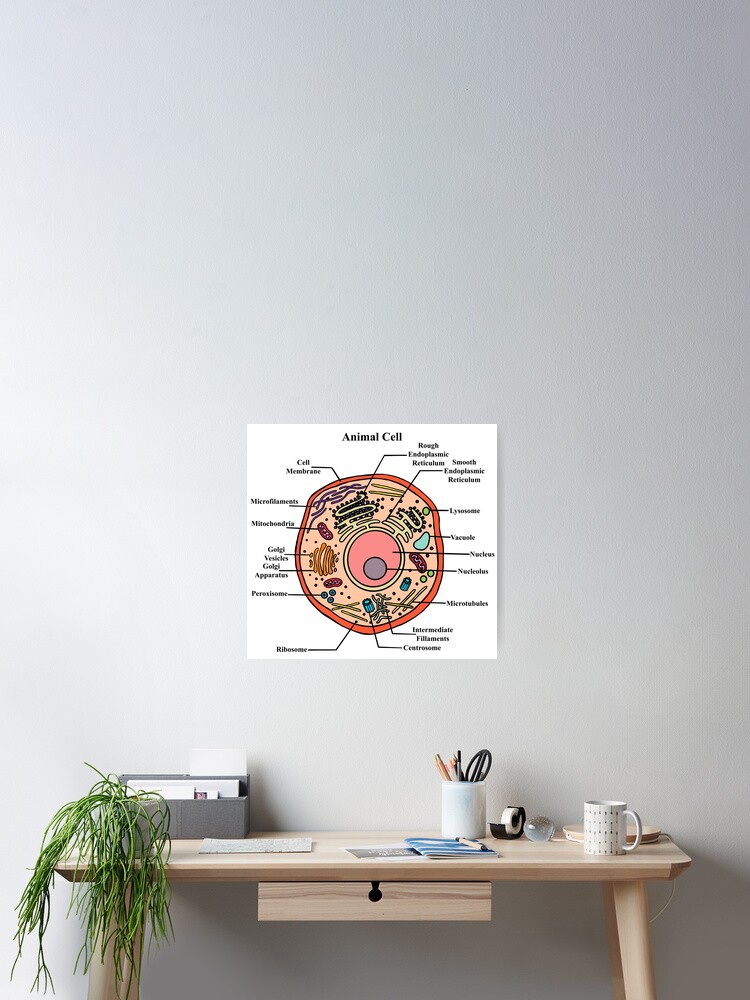 "Labeled Animal Cell Diagram" Poster for Sale by BundaBear | Redbubble