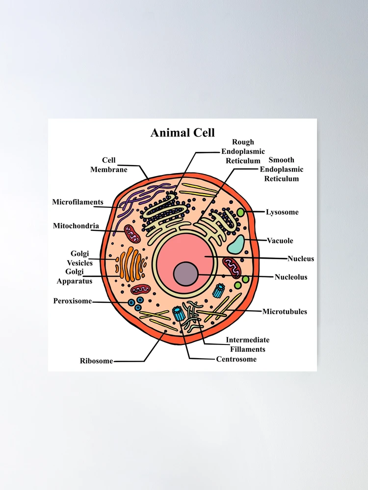 Animal Cell Labelled A Level