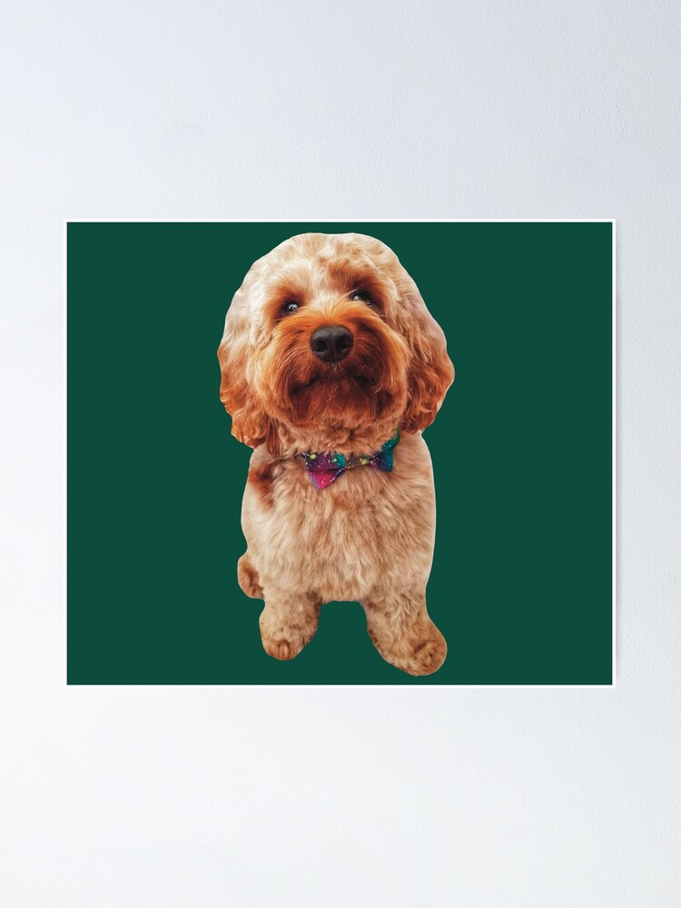 "Red Cockapoo in Bow tie" Poster by ToriaScarlett | Redbubble