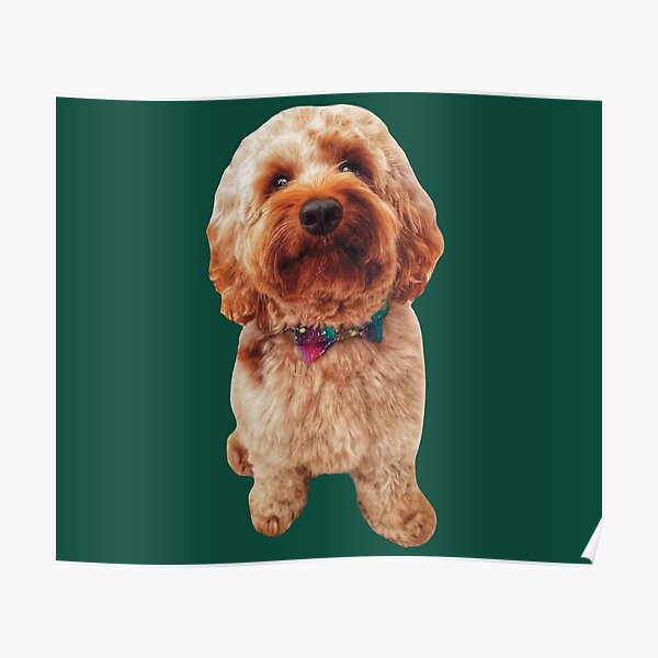 "Red Cockapoo in Bow tie" Poster by ToriaScarlett | Redbubble