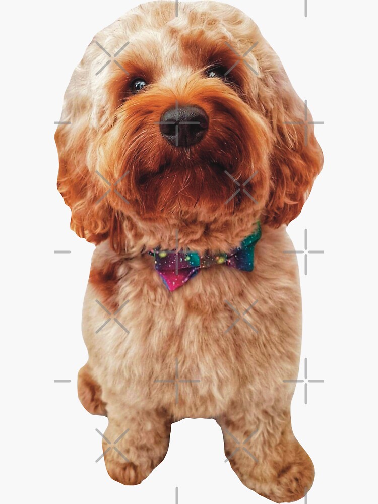 "Red Cockapoo in Bow tie" Sticker for Sale by ToriaScarlett | Redbubble