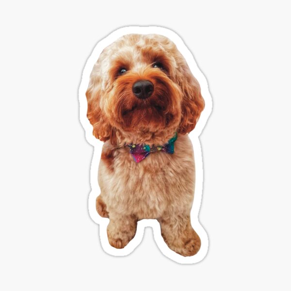"Red Cockapoo in Bow tie" Sticker for Sale by ToriaScarlett | Redbubble