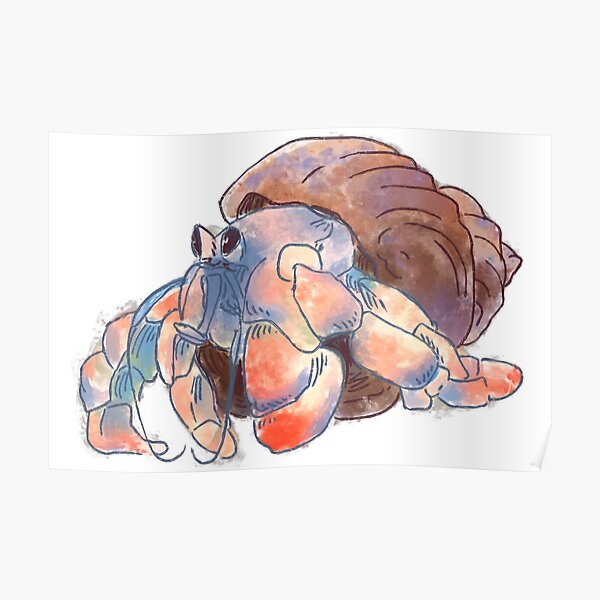 "Bernie the Hermit Crab" Poster by carowhine | Redbubble