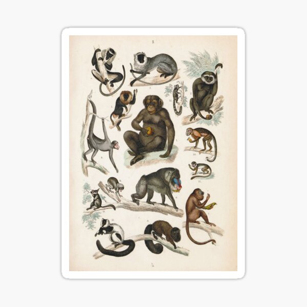 "Vintage zoology illustration - Monkeys" Sticker for Sale by ...
