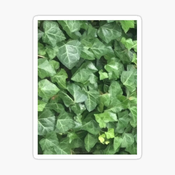 "Beautiful Spring Ivy " Sticker for Sale by FroMari | Redbubble