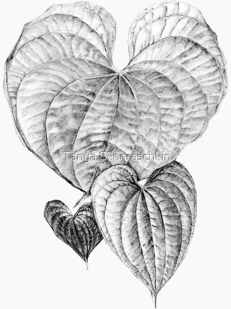 "Three leaves- Australian native yam ( Dioscorea sp.)" Sticker for Sale ...