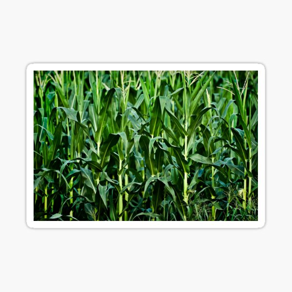 "Corn Field's First Row" Sticker by OnyoSellPhones | Redbubble