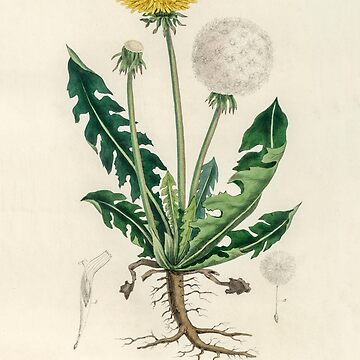 "Dandelion Yellow Flower Botanical Illustration" Art Board Print for ...