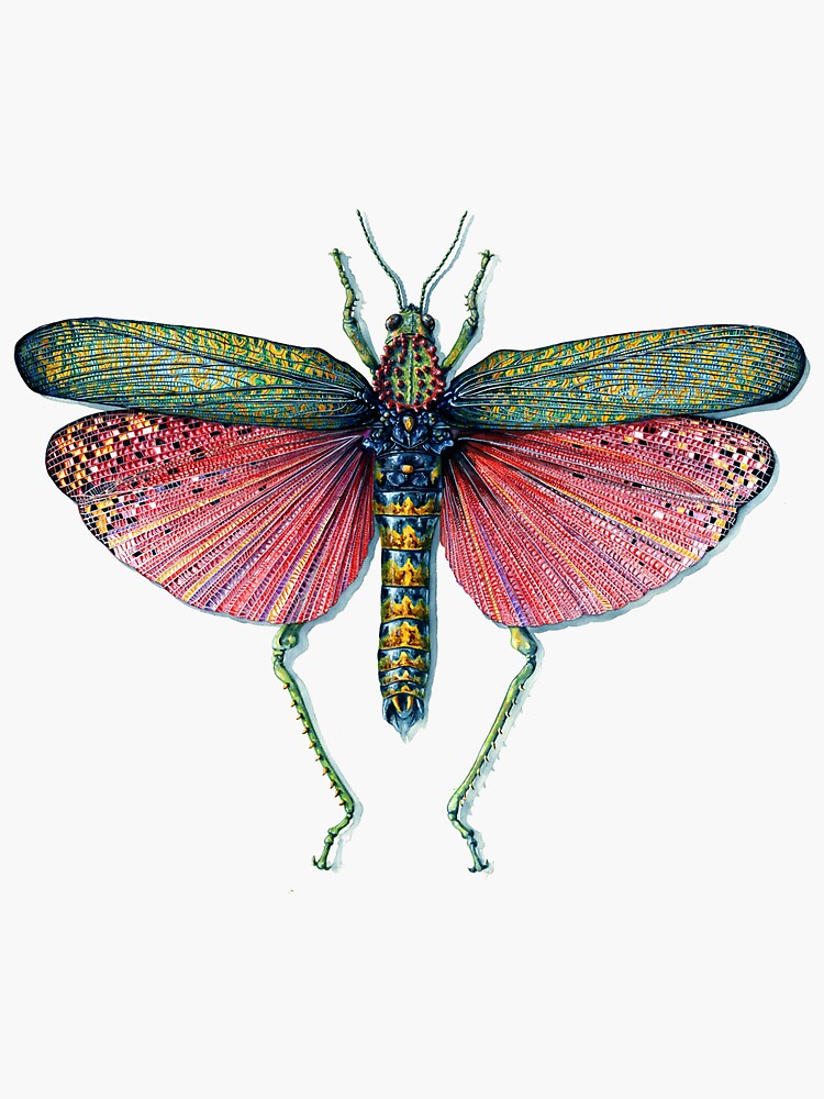 "Red Locust" Sticker for Sale by BigRedSharksArt | Redbubble