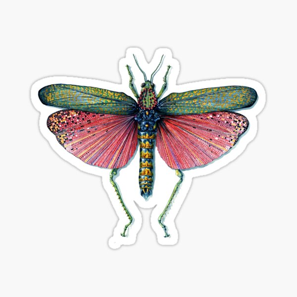 "Red Locust" Sticker for Sale by BigRedSharksArt | Redbubble