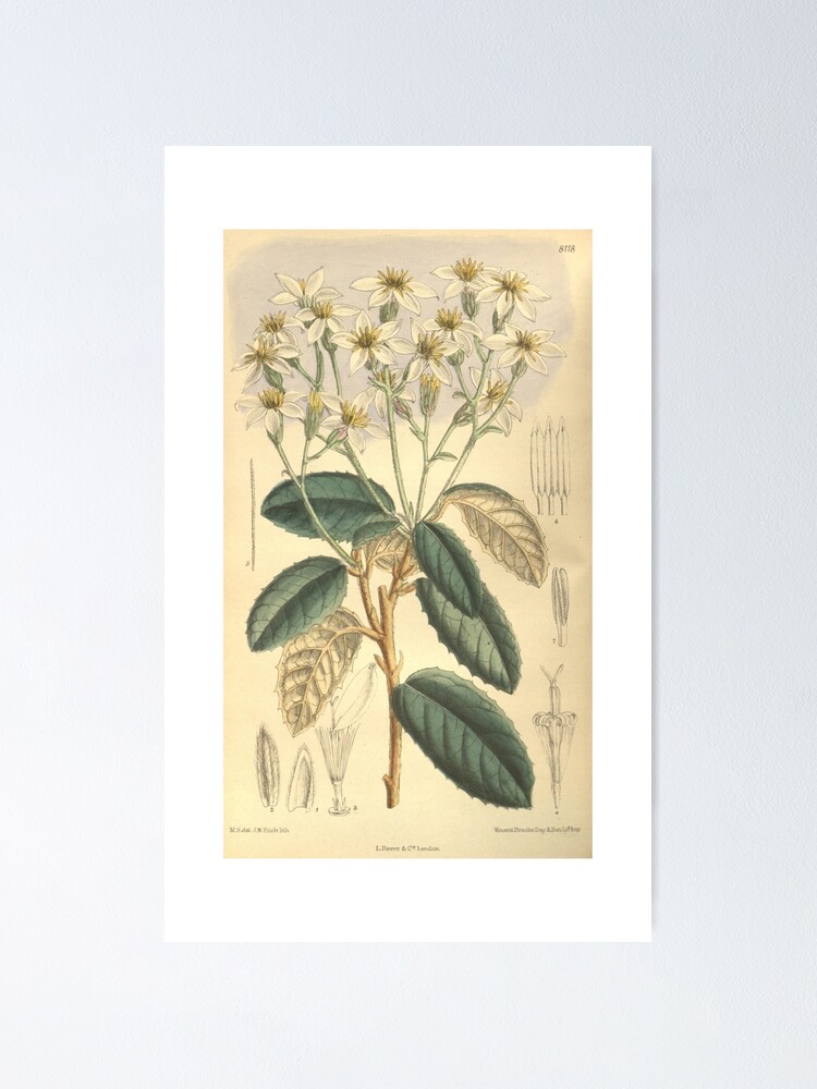 Póster «Revista botánica de Curtis (Tab.8118) (9600830248)» de ...