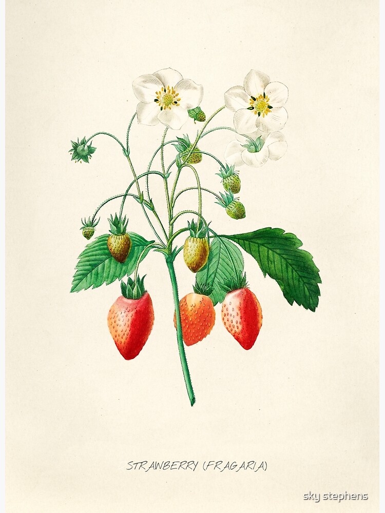 "Strawberries Vintage Botanical Illustration" Poster by skylarjstephens ...