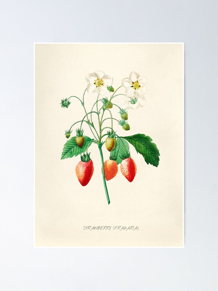 "Strawberries Vintage Botanical Illustration" Poster by skylarjstephens ...