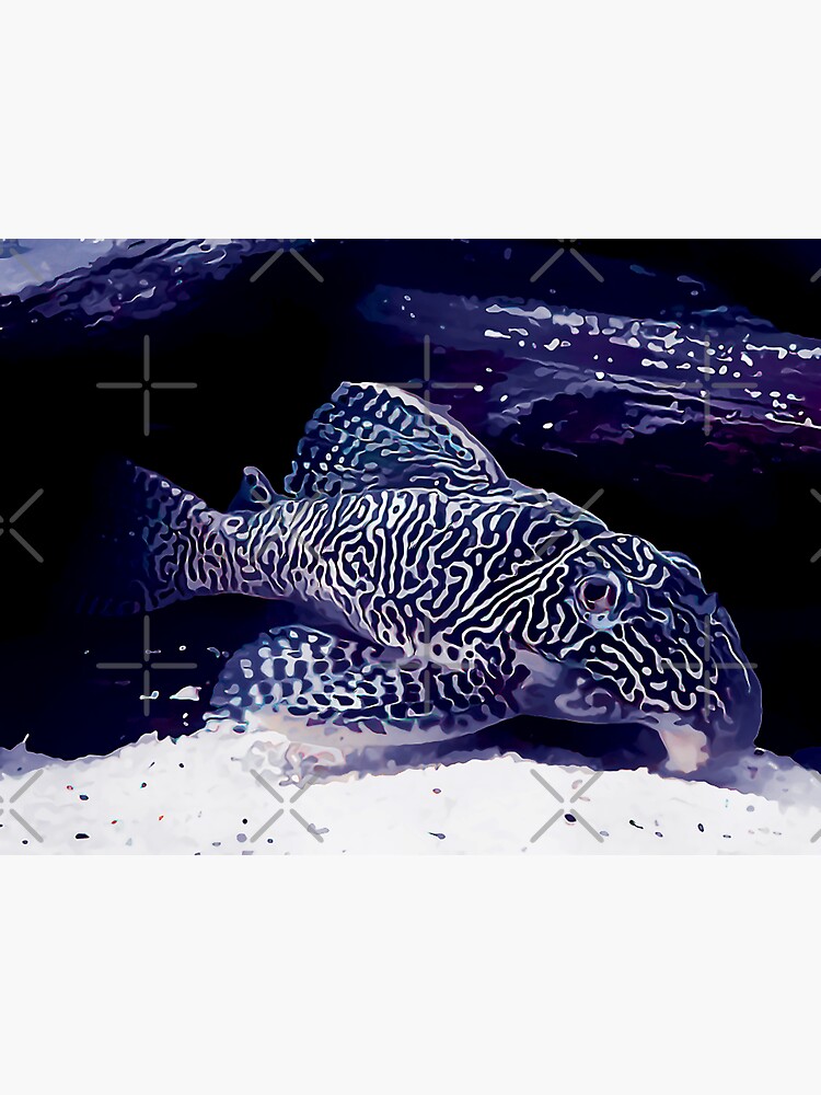 "L066 Pleco" Sticker for Sale by GFishy | Redbubble