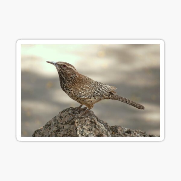 "Cactus Wren" Sticker for Sale by DianaG | Redbubble