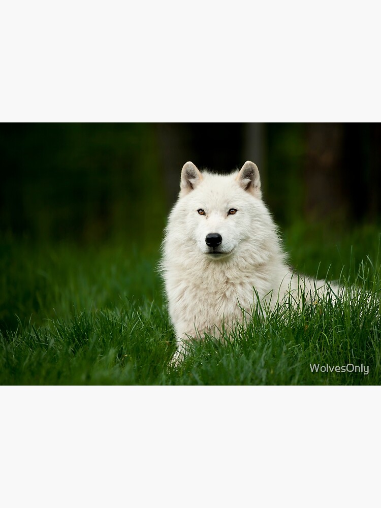 "Arctic Wolf" Poster by WolvesOnly | Redbubble