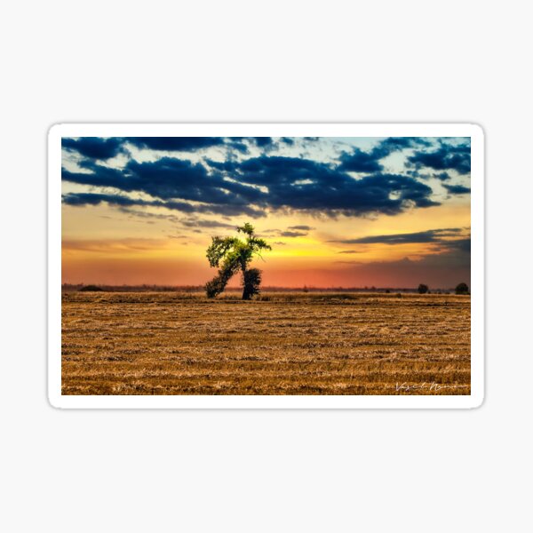 "The Running Tree" Sticker for Sale by SUNZ85 | Redbubble