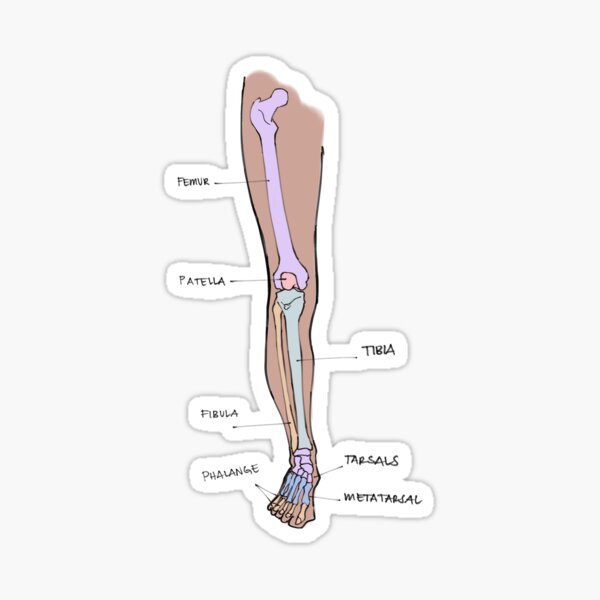 "Anatomy - Leg Bones - Physical Therapy Sticker" Sticker for Sale by ...