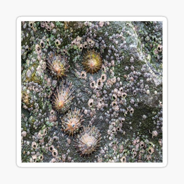 "Shells on the Rocks" Sticker for Sale by Cameranick | Redbubble