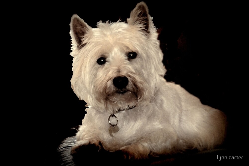 "Archie, West Highland Terrier" by lynn carter | Redbubble