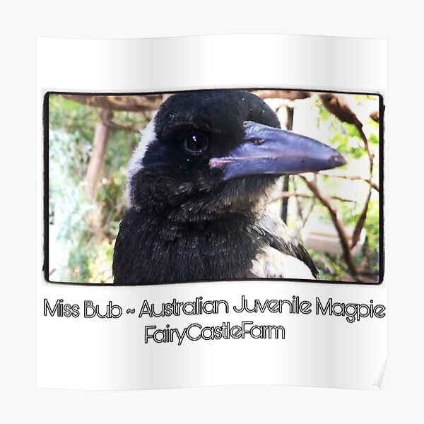 "Bub young Australian Rescue Magpie " Poster for Sale by YollieBeeArt ...