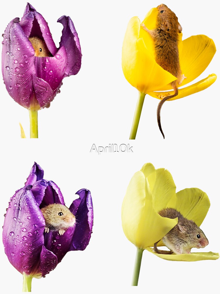 "Cute Field Mouse Peeking out of Tulip Flower" Sticker for Sale by ...