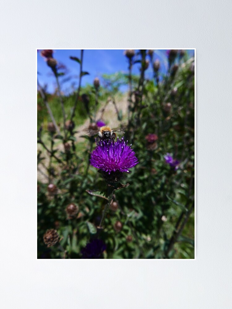 "Common Knapweed (Centaurea nigra)" Poster for Sale by IOMWildFlowers ...