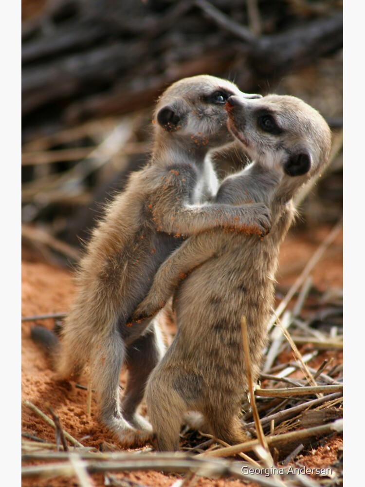 "Meerkat love" Sticker by gandersen | Redbubble