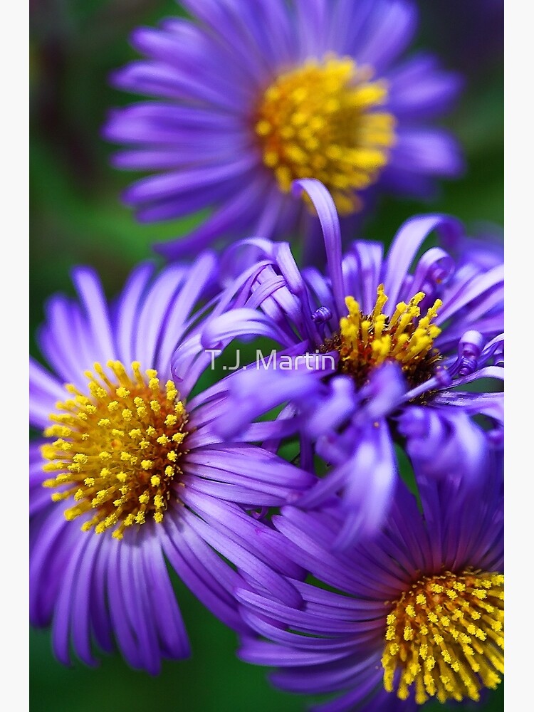 "Wild & Beautiful Fall Aster" Canvas Print for Sale by rural-guy ...