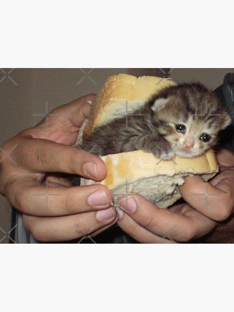 "sad cat sandwich" Sticker by cheapfan | Redbubble