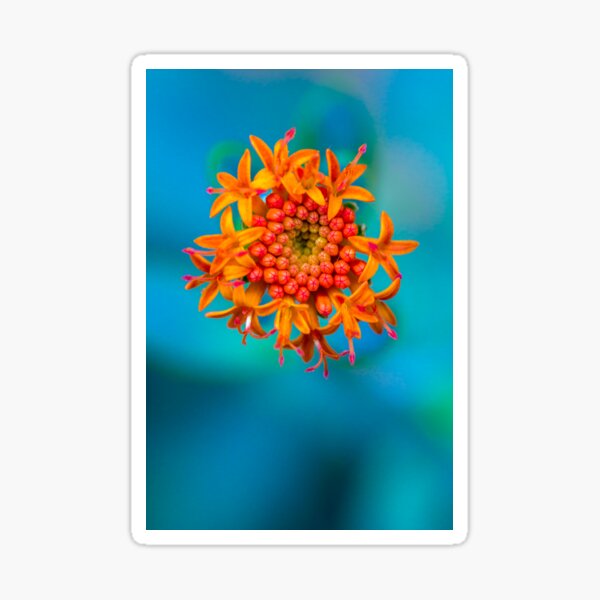 "Kleinia Fulgens" Sticker for Sale by alanshapiro | Redbubble