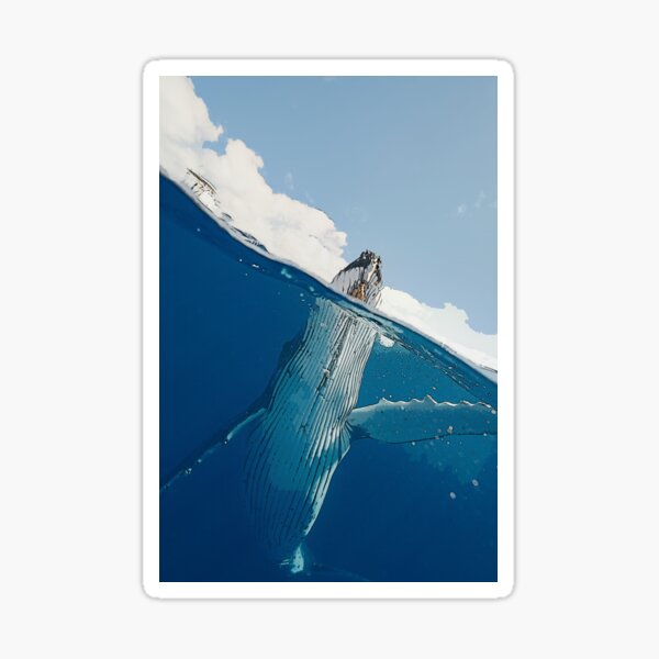 "Breaching Animated Humpback Whale" Sticker by Luca-2004 | Redbubble