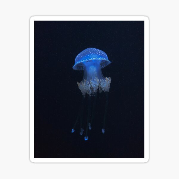 "Deep Sea Blue Jellyfish" Sticker for Sale by Alladin7 | Redbubble