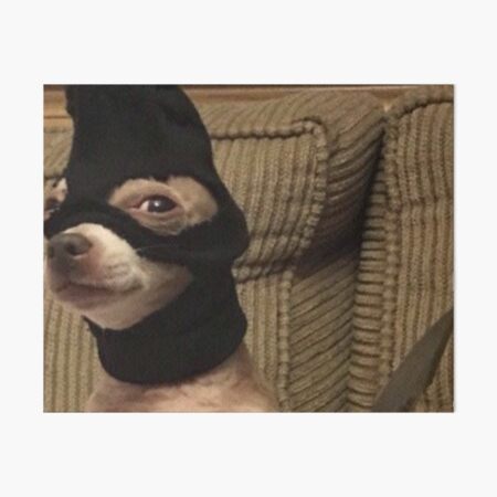 "funny dog in a ski mask" Art Board Print for Sale by Cindeele | Redbubble