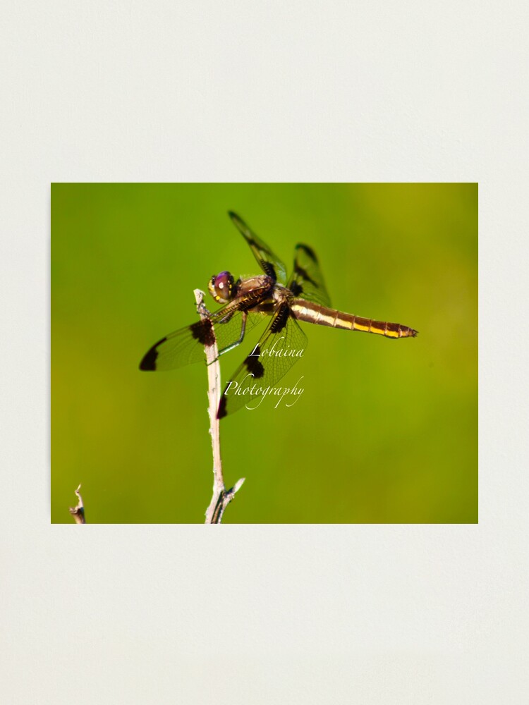 Lámina fotográfica « Libélula del bosque encantado de Yannis Lobaina ...