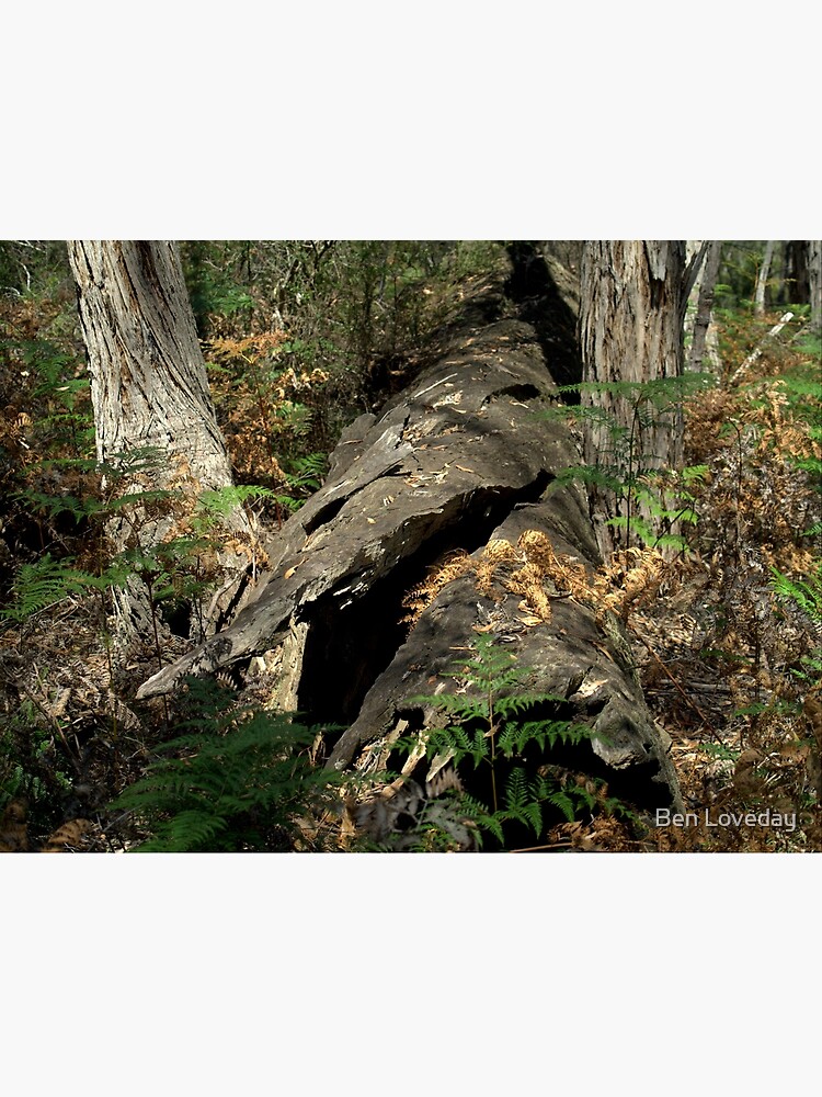 "Imagine What It Used To Look Like" Photographic Print by fuzzi | Redbubble