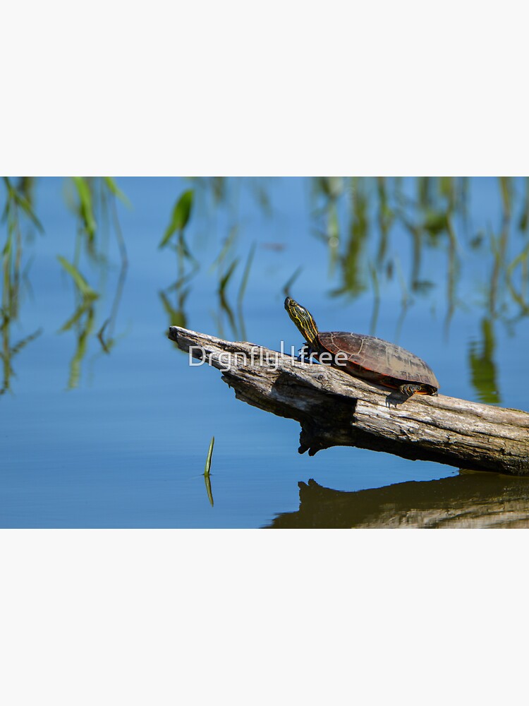 "Catching some rays" Sticker by Drgnfly4free | Redbubble