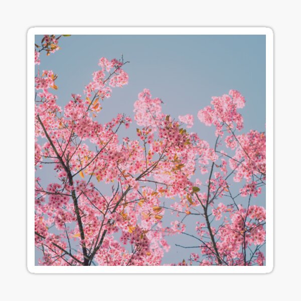 "Sakura" Sticker by alishen | Redbubble