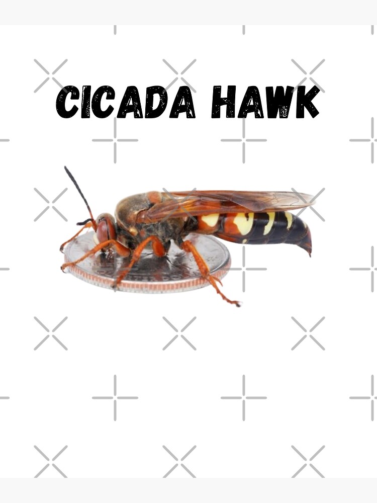 Lámina fotográfica «Avispa asesina de cigarra, también conocida como ...