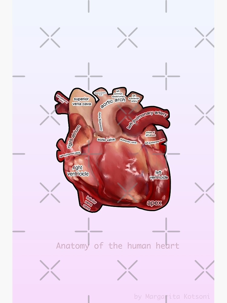 "Anatomy of the Human Heart " Poster by KO-of-the-self | Redbubble