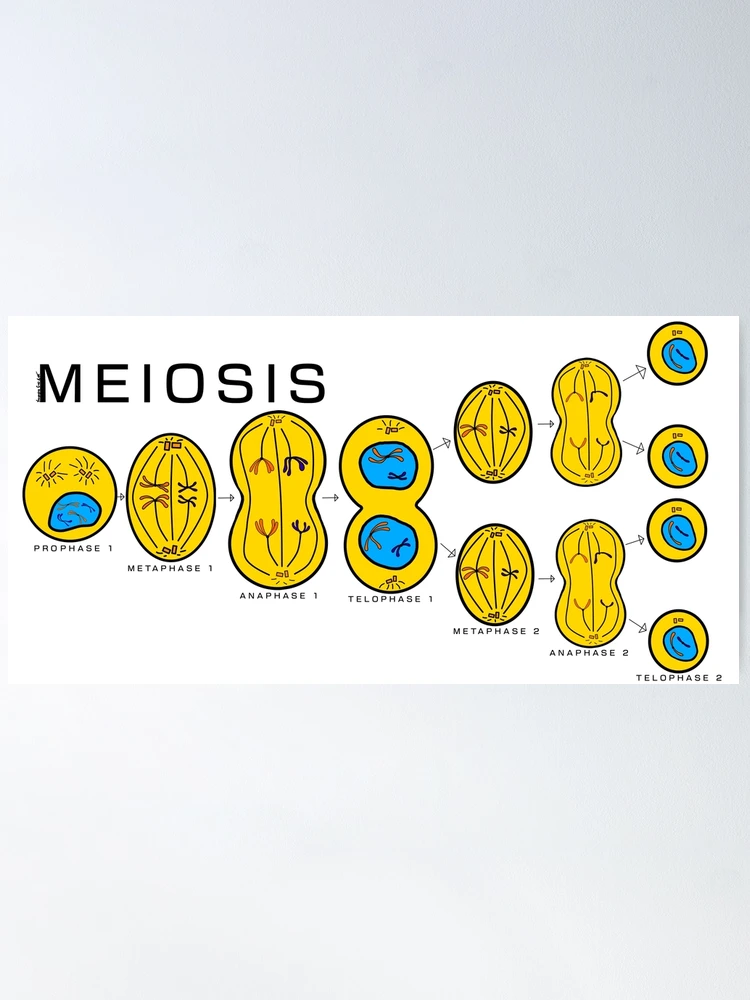 Meiosis And Mitosis Poster By Science Photo Library