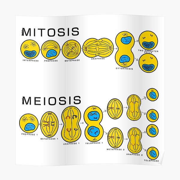 The Best 20 Mitosis Y Meiosis Meme