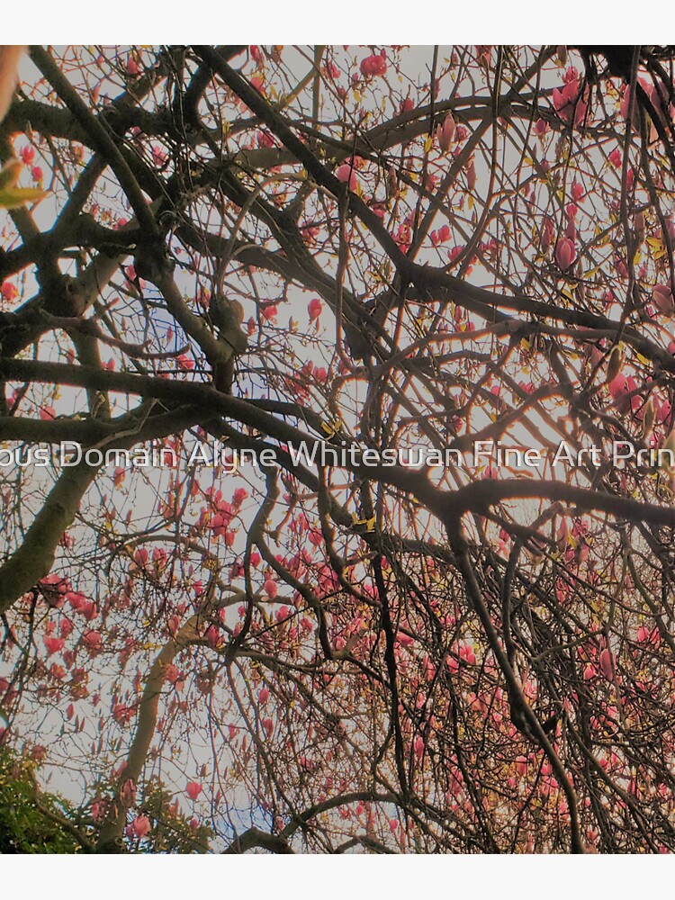 "Magnolia Branches at Dawn" Sticker by ArleneWhiteswan | Redbubble