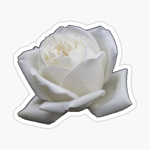 "white rose" Sticker for Sale by didyoumeanaby | Redbubble
